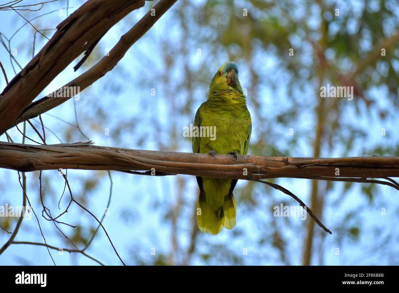 turquoise-fronted amazon (Amazona aestiva) in the wild Stock Photo - Alamy