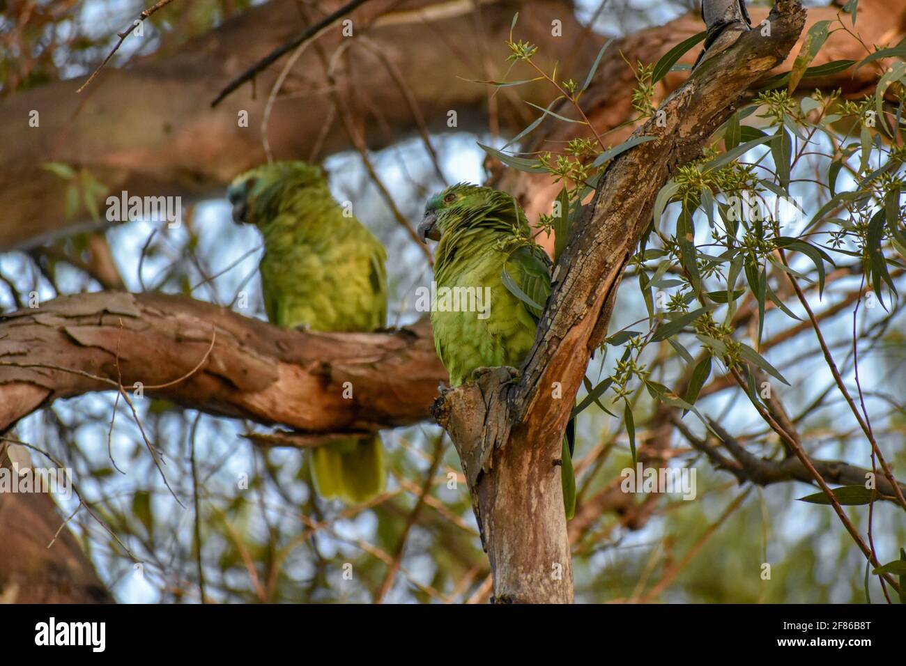 turquoise-fronted amazon (Amazona aestiva) in the wild Stock Photo - Alamy