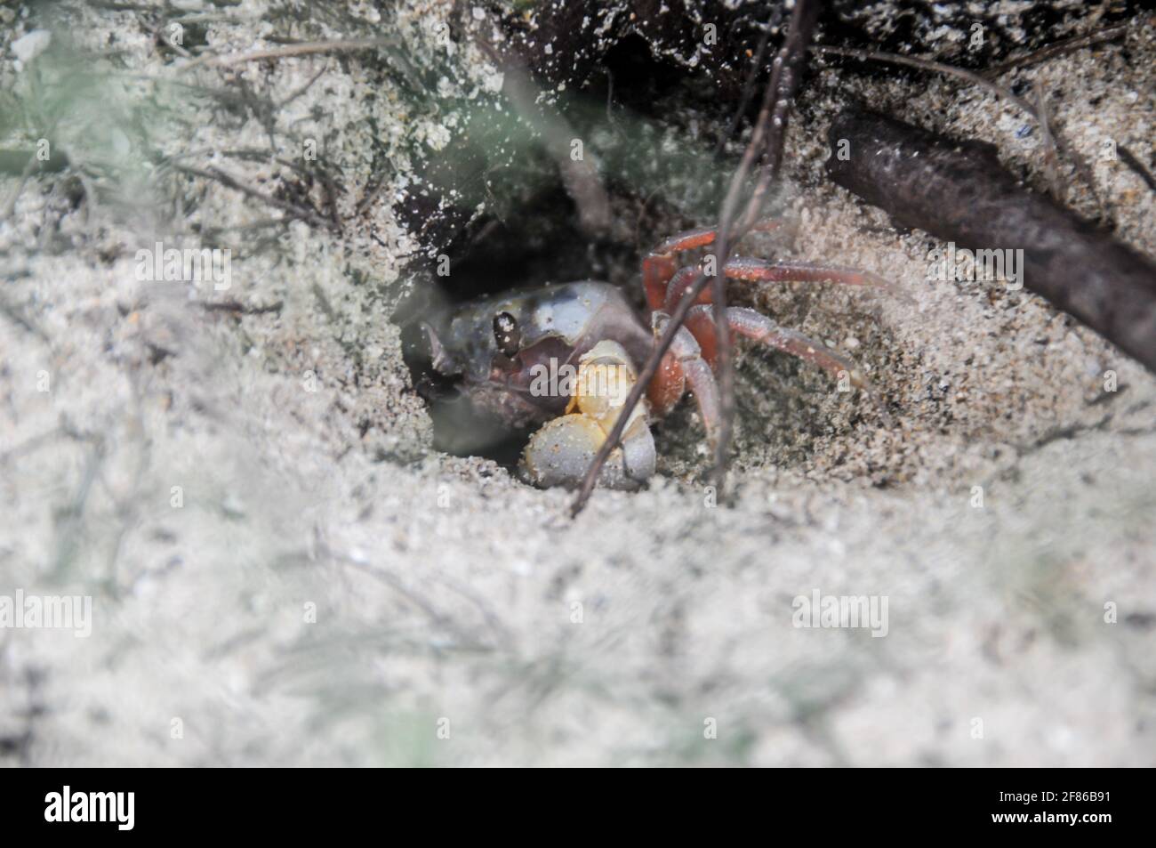 The crab comes out of the nest Stock Photo - Alamy