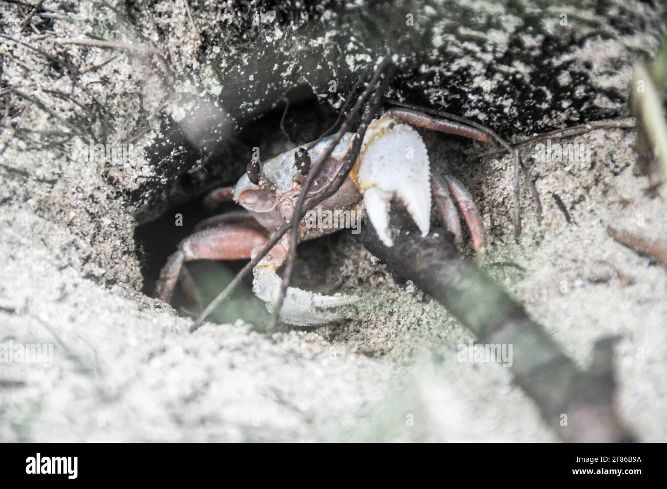 The crab comes out of the nest Stock Photo - Alamy