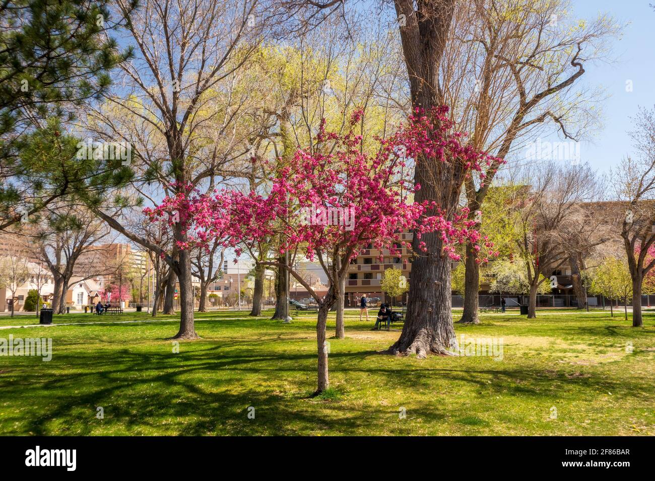Cherry blossom tree in Robinson Park, Albuquerque, New Mexico Stock ...