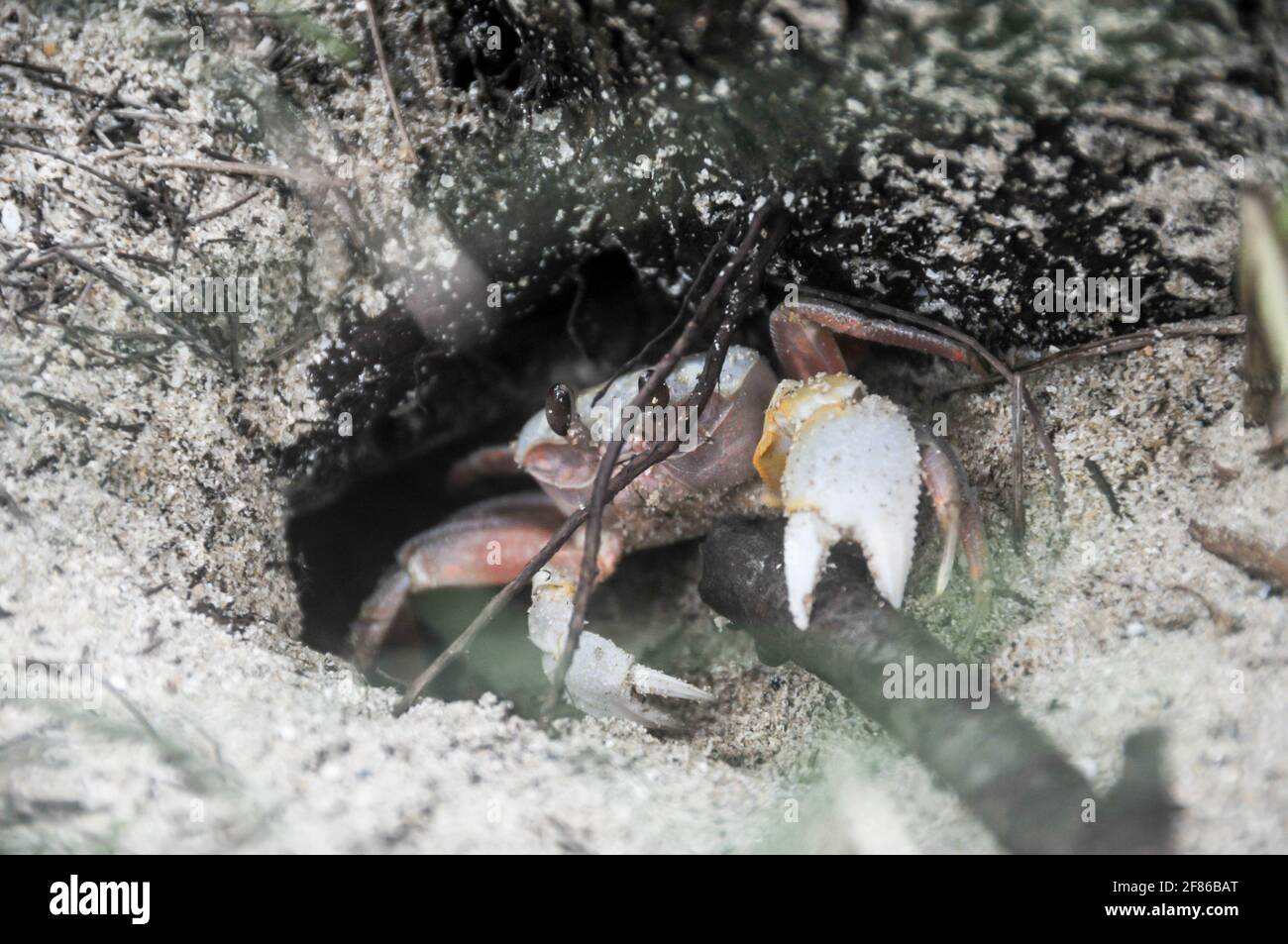 The crab comes out of the nest Stock Photo - Alamy