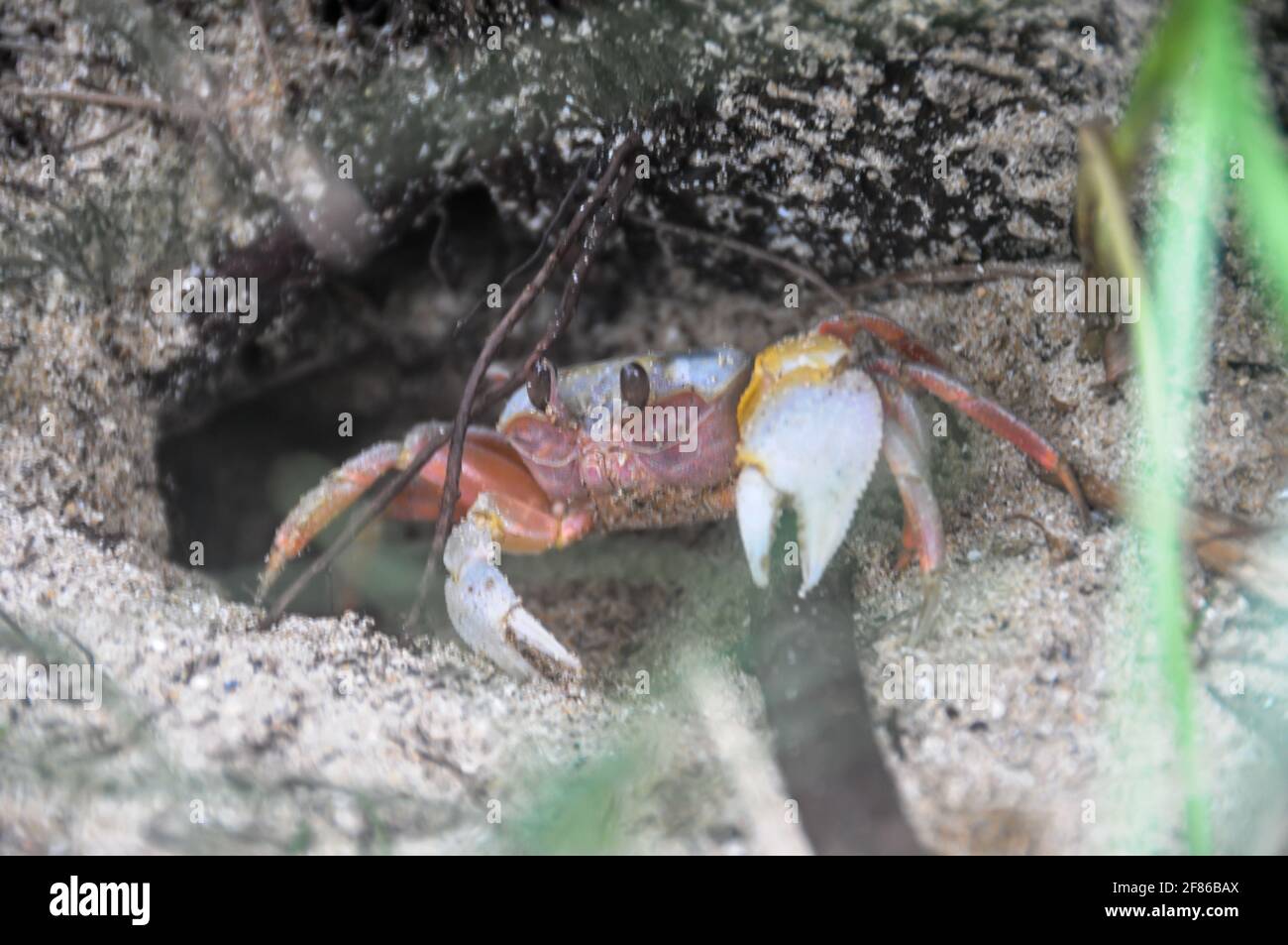 The crab comes out of the nest Stock Photo - Alamy