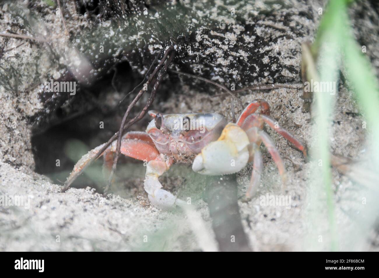 The crab comes out of the nest Stock Photo - Alamy