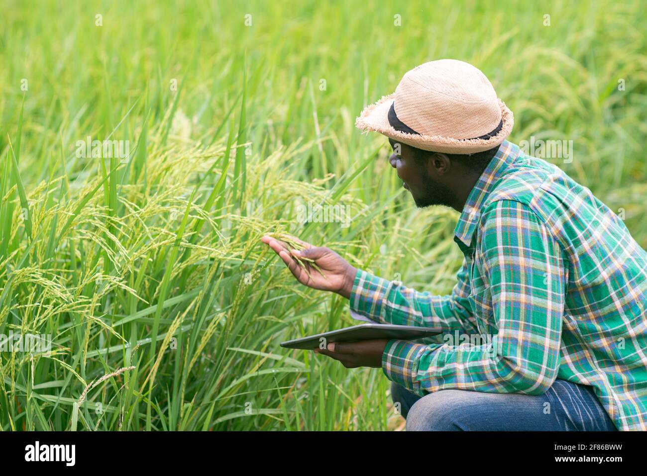 African farmer using tablet for research rice in organic farm field ...