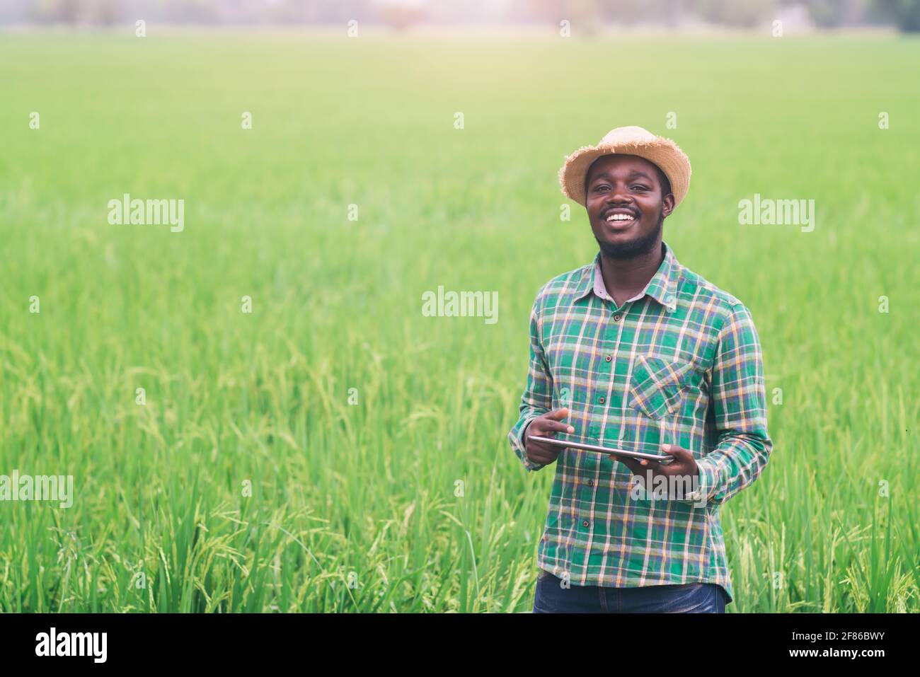 African farmer using tablet for research rice in organic farm field ...