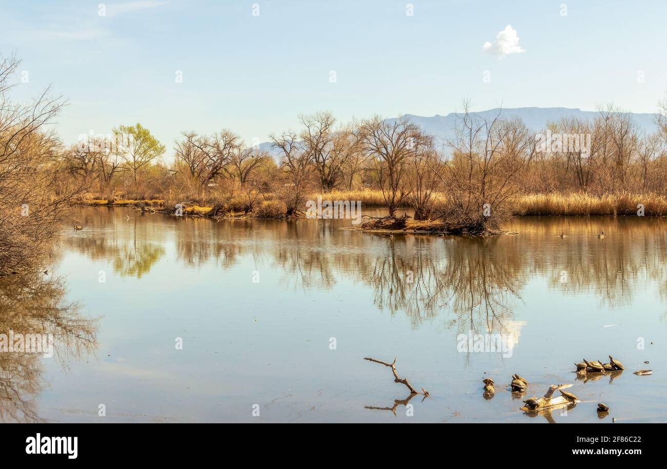 Rio grande nature center state park hi-res stock photography and images ...