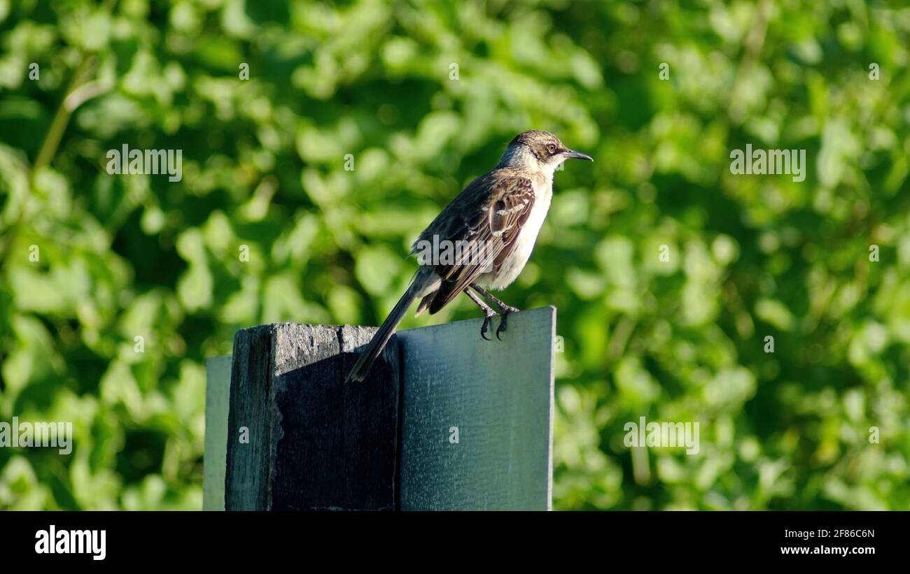 Galapagos mockingbird (Mimus parvulus) perched on a sign in Puerto ...