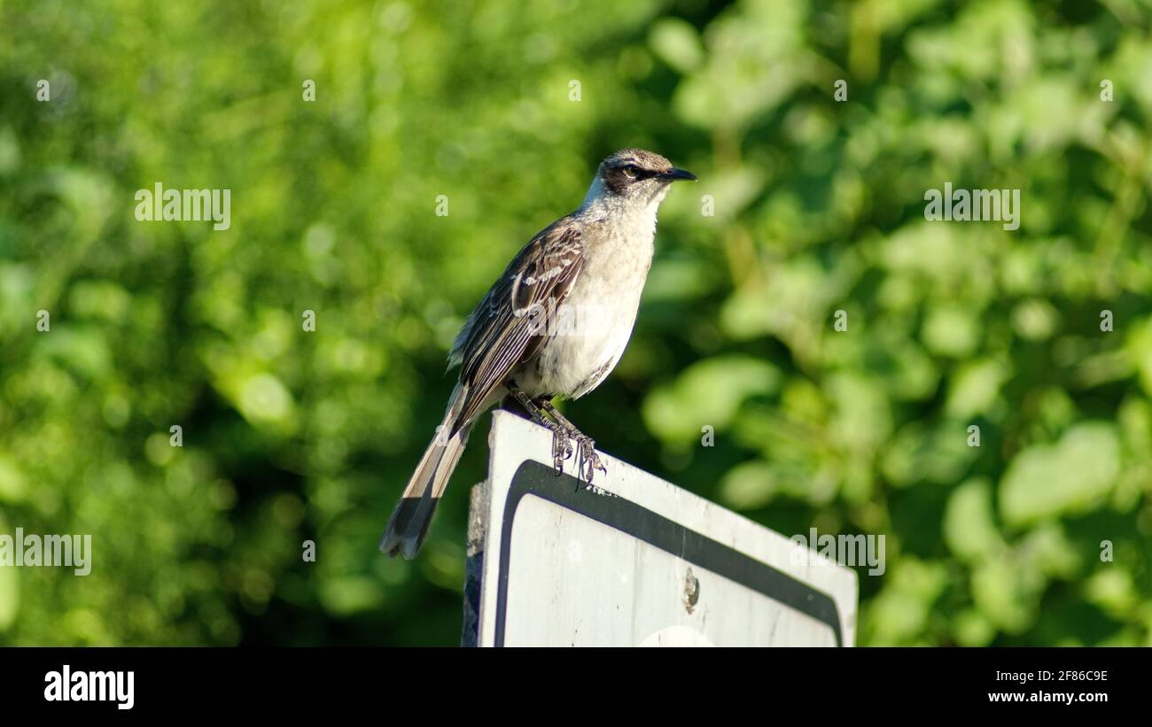 Galapagos mockingbird (Mimus parvulus) perched on a sign in Puerto ...