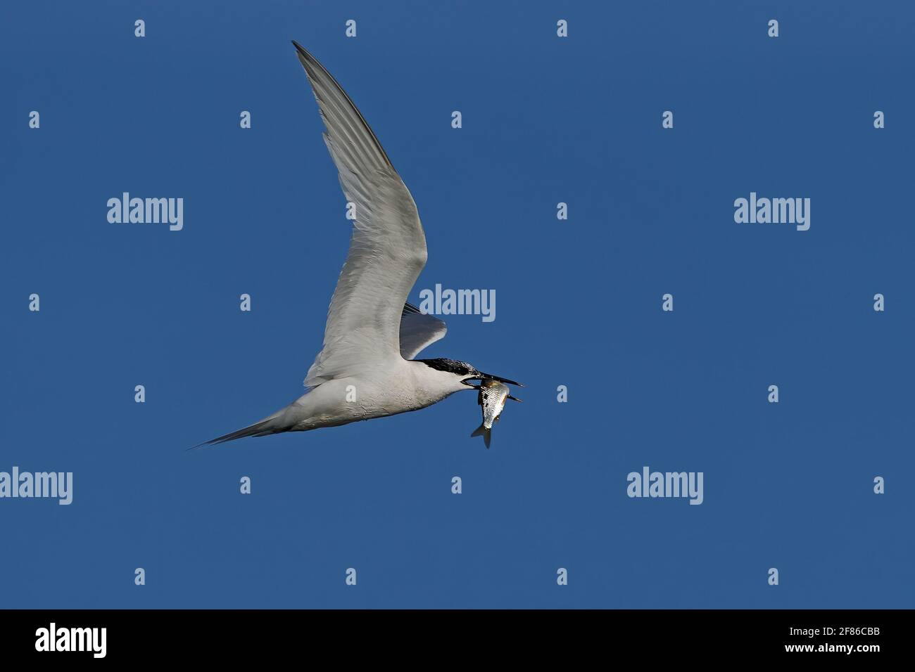 Sandwich tern in flight with a fish in its beak Stock Photo - Alamy