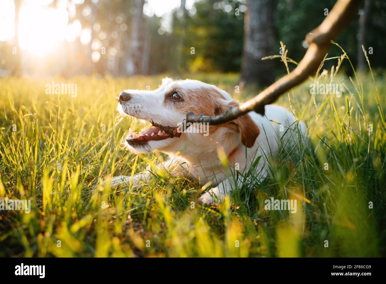 Cute happy dog playing with a stick Stock Photo - Alamy