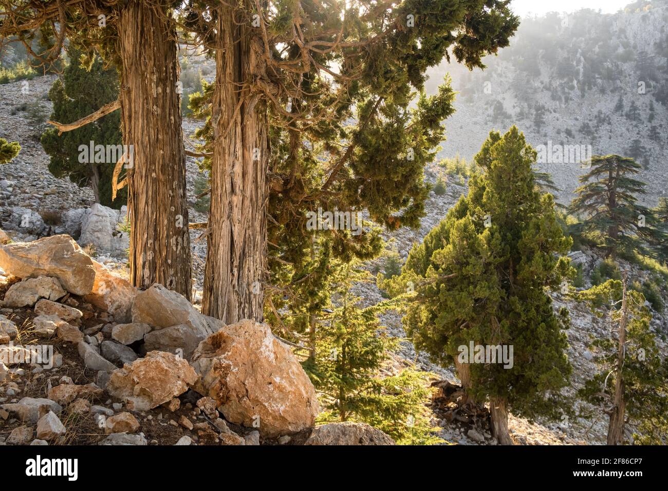 Deodar cedar tree hi-res stock photography and images - Alamy