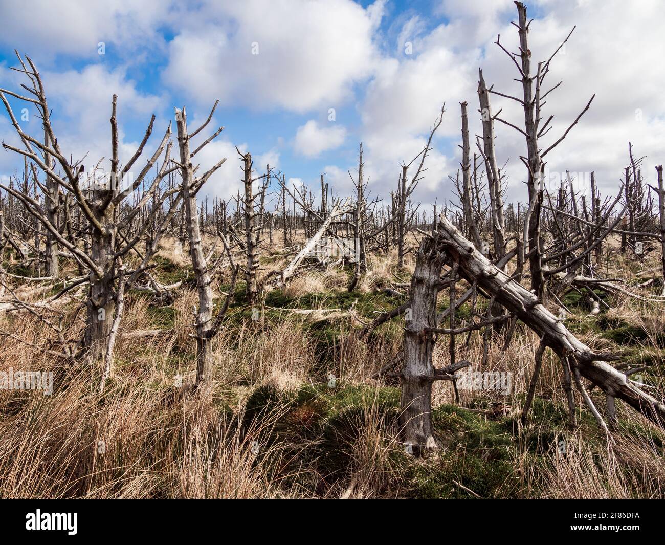 dead and dying forest Stock Photo - Alamy
