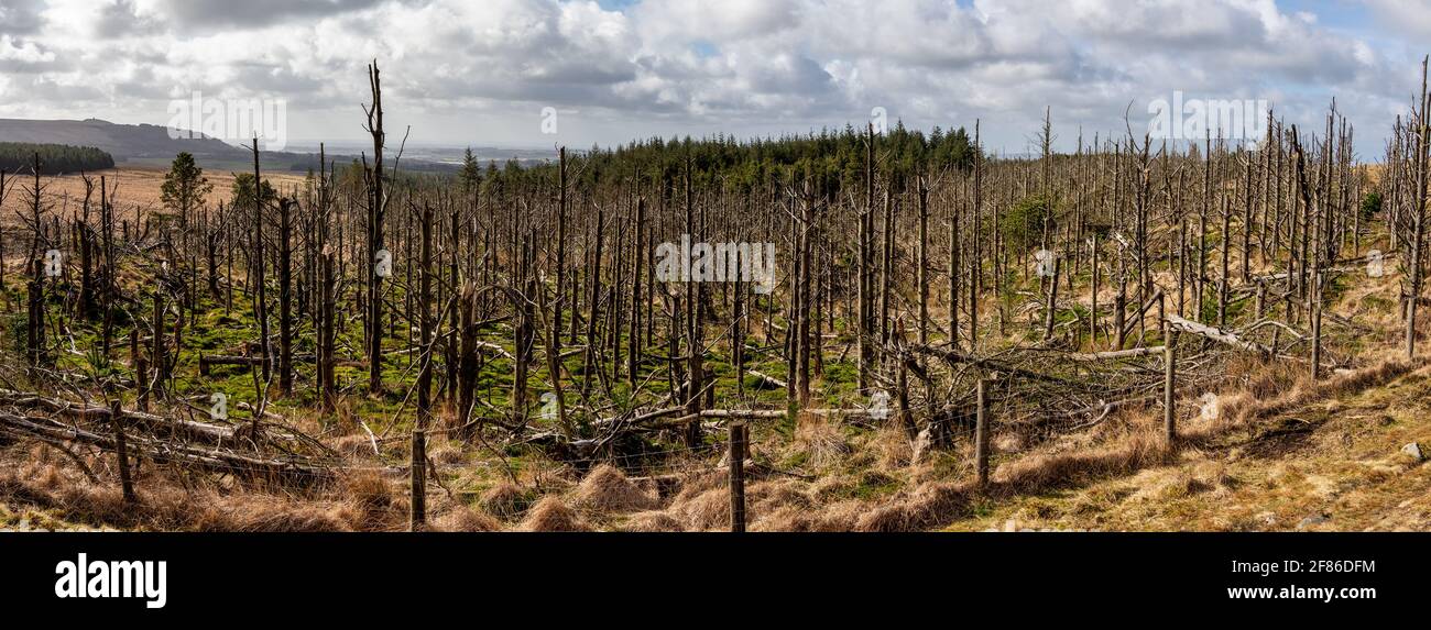 destruction of the forest dead and dying trees Stock Photo - Alamy