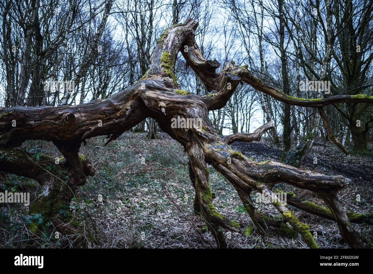 twisted fallen tree in the winter woodland Stock Photo - Alamy
