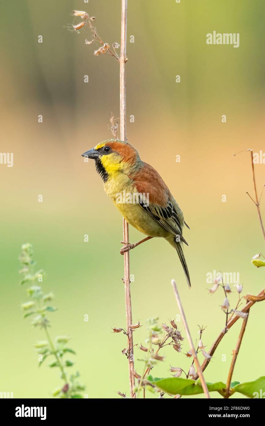 Plain backed sparrow hi-res stock photography and images - Alamy