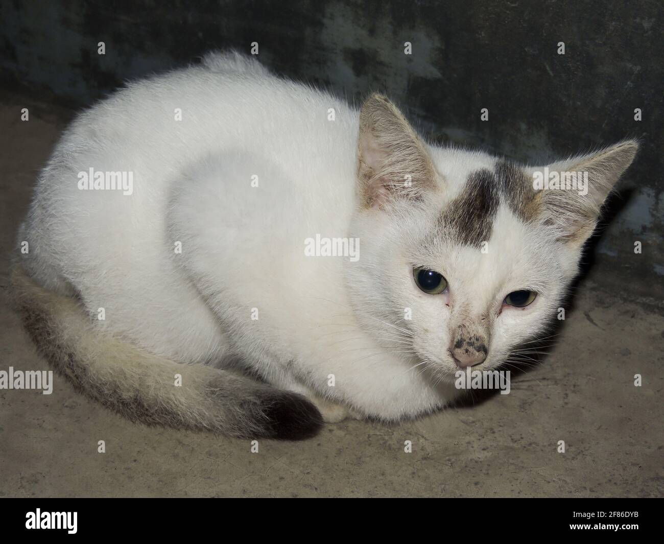 Cute scared white cat huddled up in the corner a dark building Stock ...
