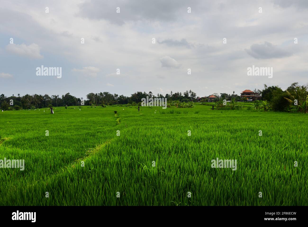Beautiful paddy fields in Bali, Indonesia Stock Photo - Alamy