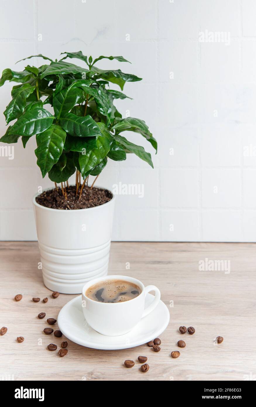 Espresso sprout hi-res stock photography and images - Alamy