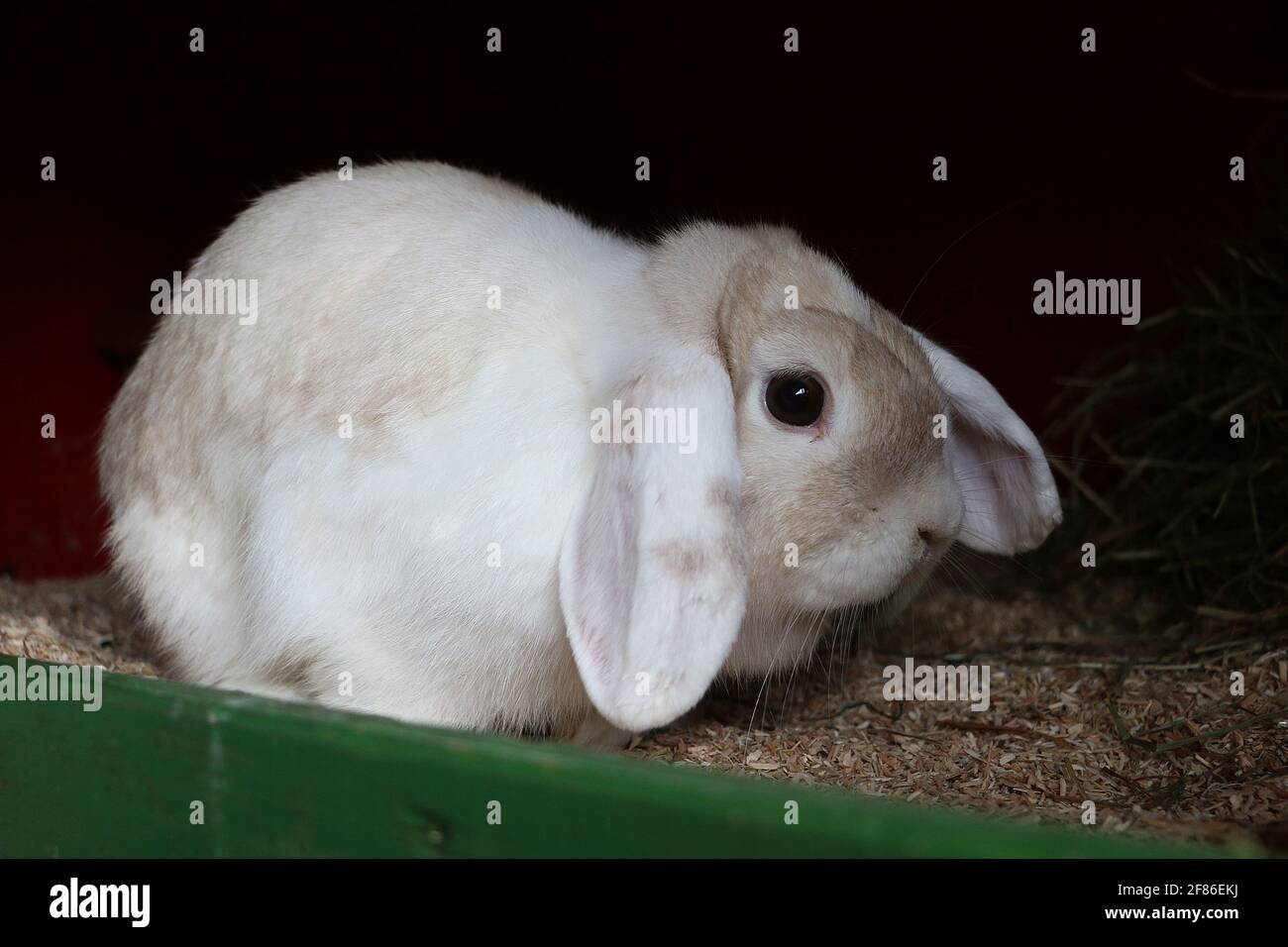Small rabbit long ears hi-res stock photography and images - Alamy