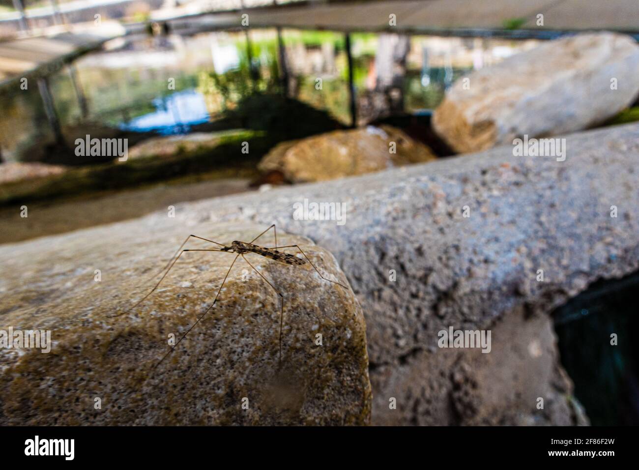 Insect legs on water hi-res stock photography and images - Alamy