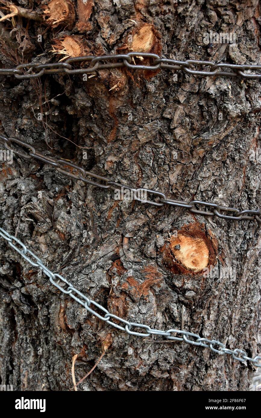 Old chain around tree trunk hi-res stock photography and images - Alamy
