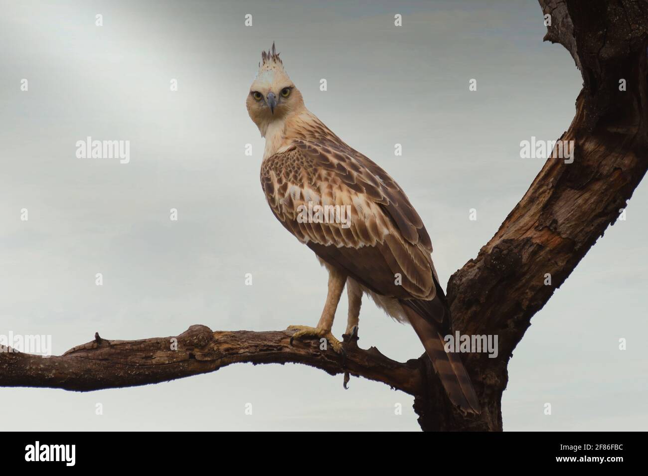 Crested hawk-eagle resting on pearch at Bandhavgarh National Park, India Stock Photo - Alamy