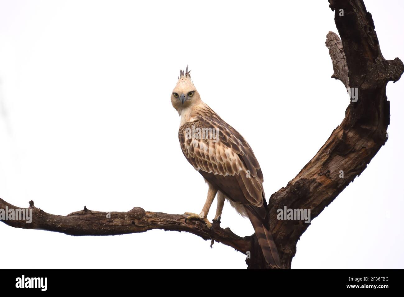 Crested hawk-eagle resting on pearch at Bandhavgarh National Park, India Stock Photo - Alamy