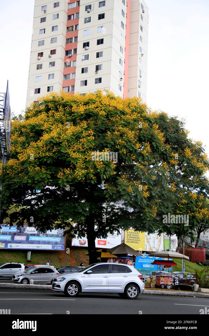 salvador, bahia, brazil - december 4, 2020: canafistula peltophorum ...