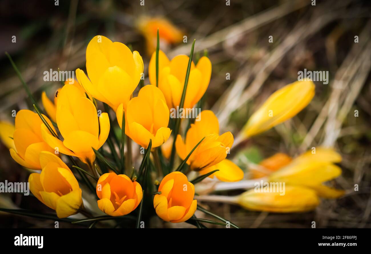 Abstract floral background, yellow crocus flowers. Macro flowers ...