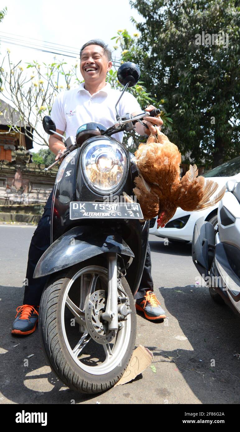 A Balinese man on his motorbike with his live chicken Stock Photo - Alamy