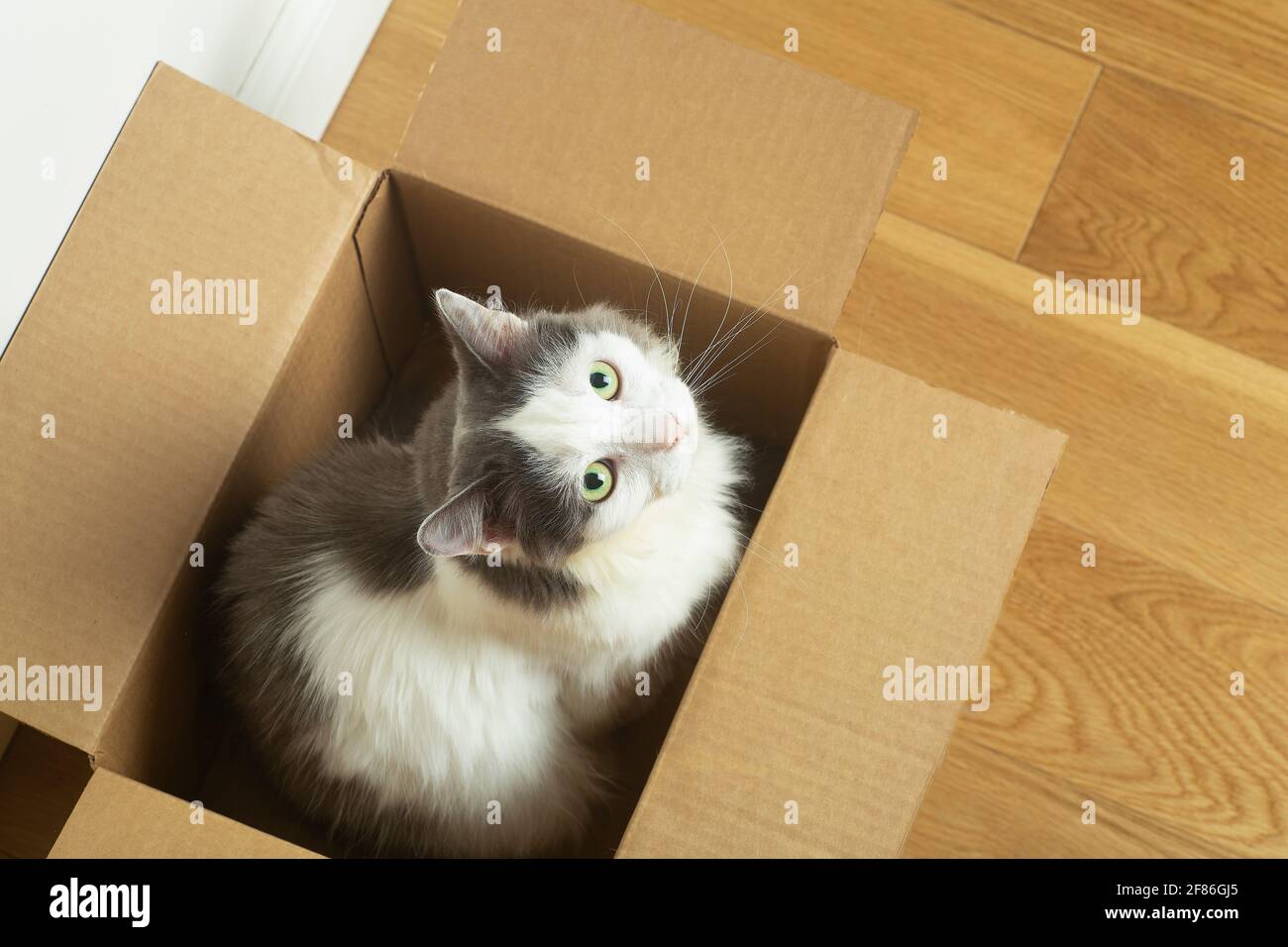 Funny empty box hi-res stock photography and images - Alamy