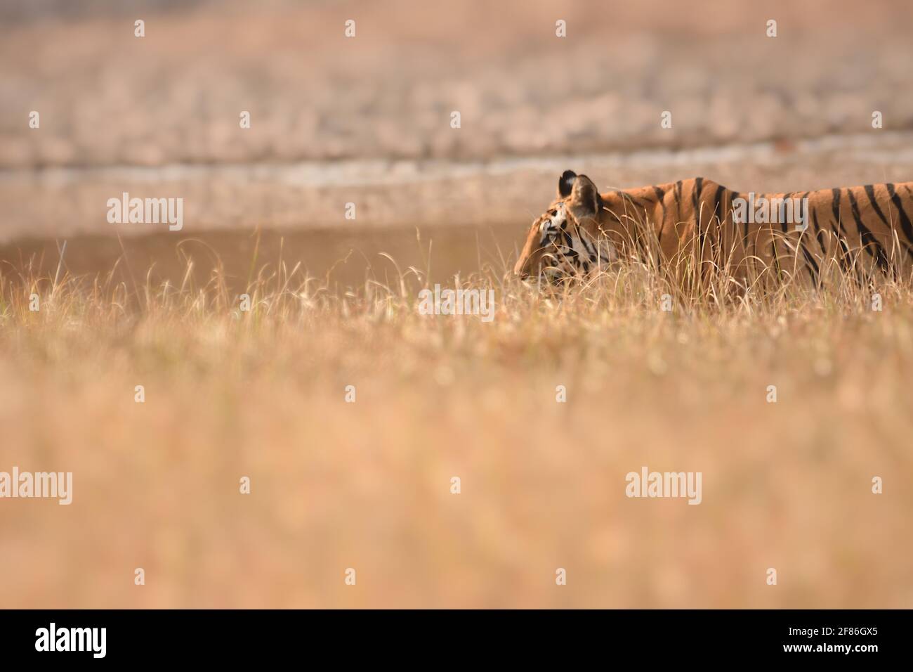 Eye level photograph of female tiger while she was crossing grasslands ...