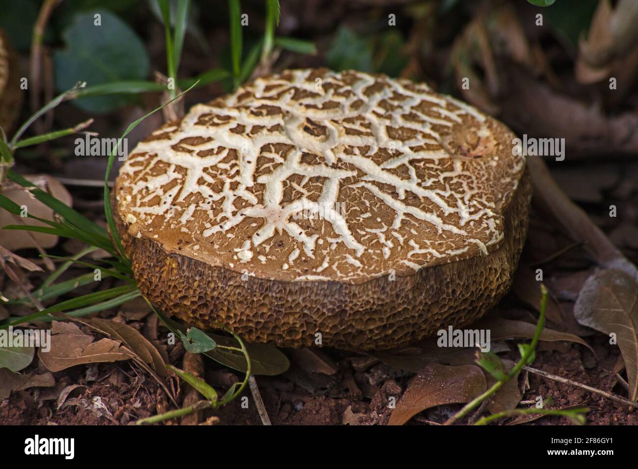Boletaceae hi-res stock photography and images - Alamy