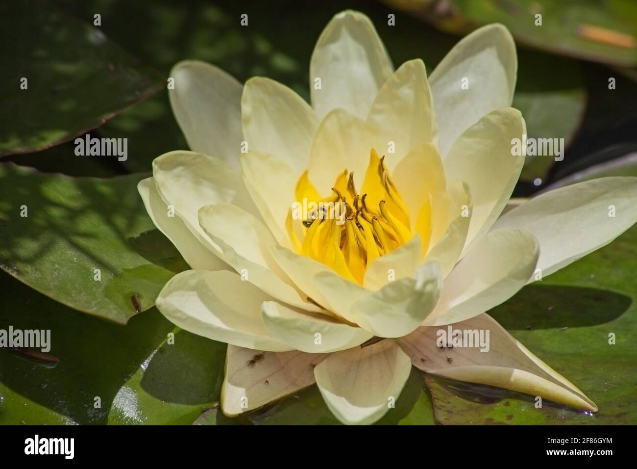 Nymphaea hybrid hi-res stock photography and images - Alamy