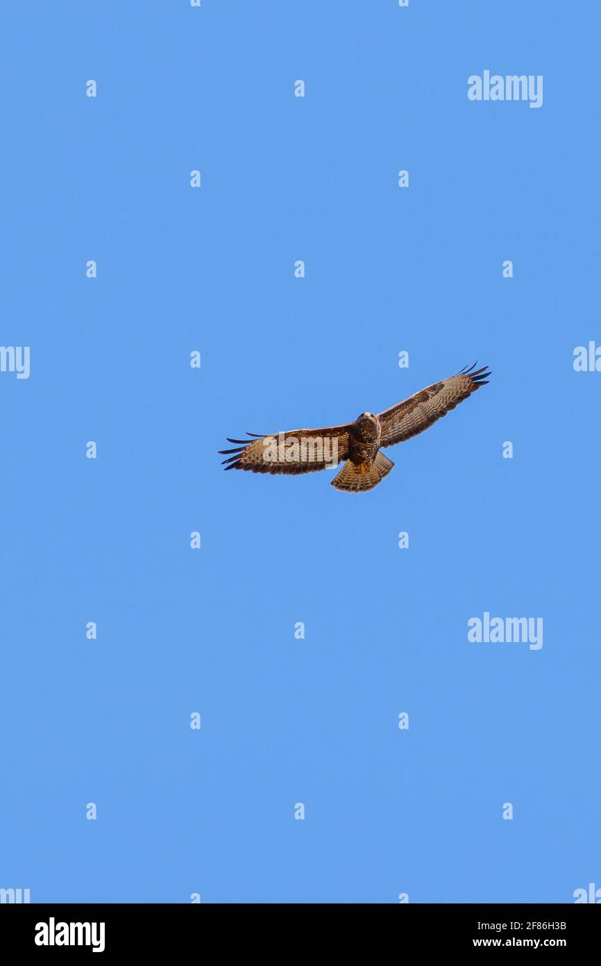 Flying Buzzard on a clear blue sky in summer Stock Photo - Alamy