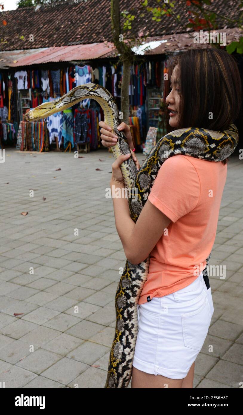 Snakes of south east asia hi-res stock photography and images - Alamy