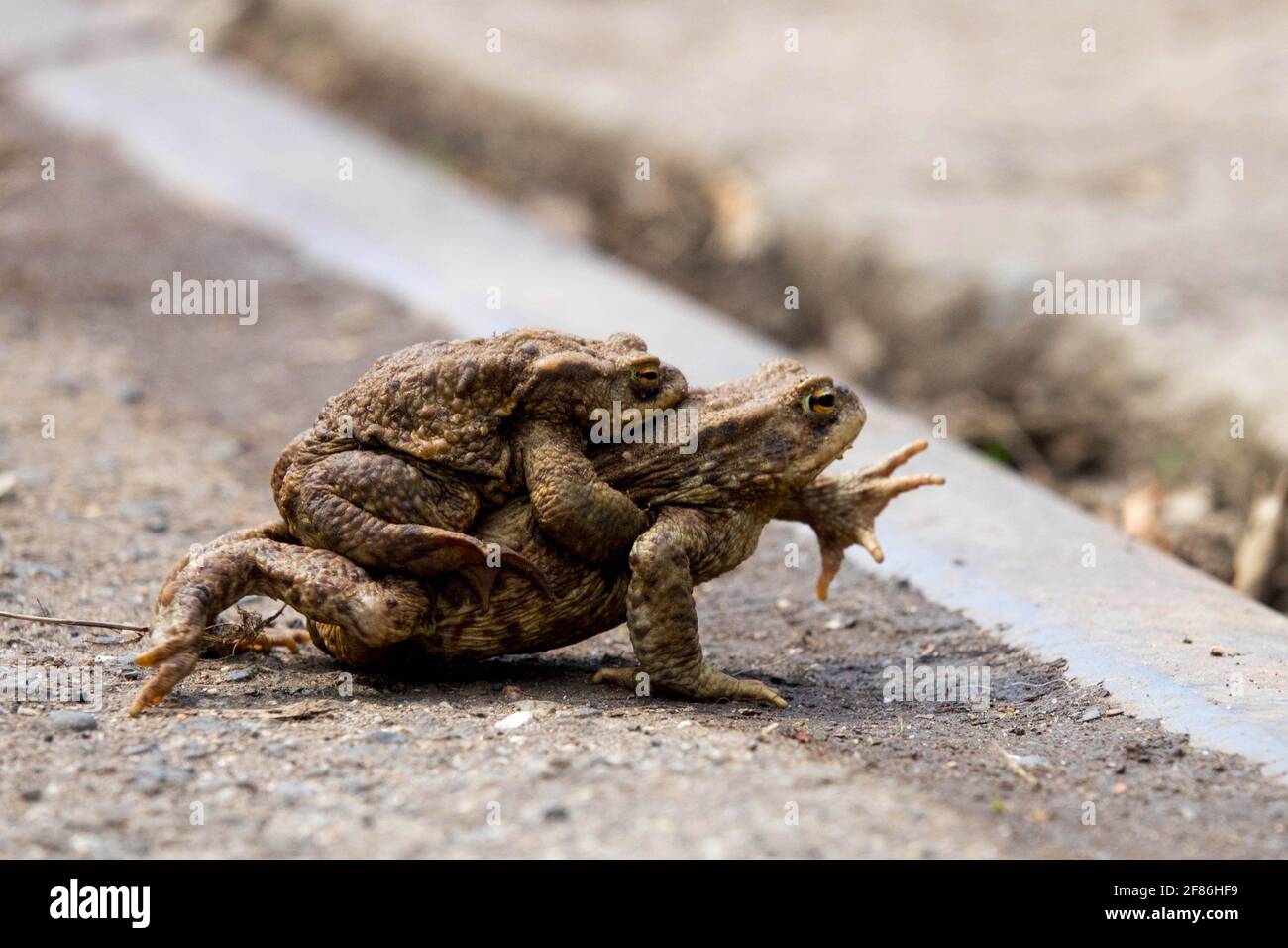 Migration frogs Common toads on the road to water Mating animals ...