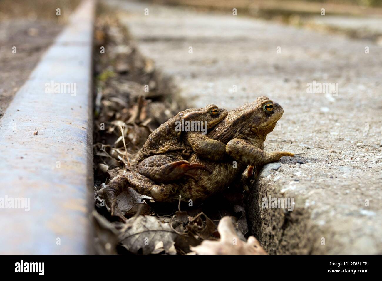 Common toads overcome the obstacle on the way to water, frog migration ...