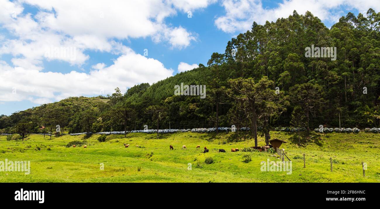 Rural landscape with plantations and greenery in Santa Catarina, Brazil ...