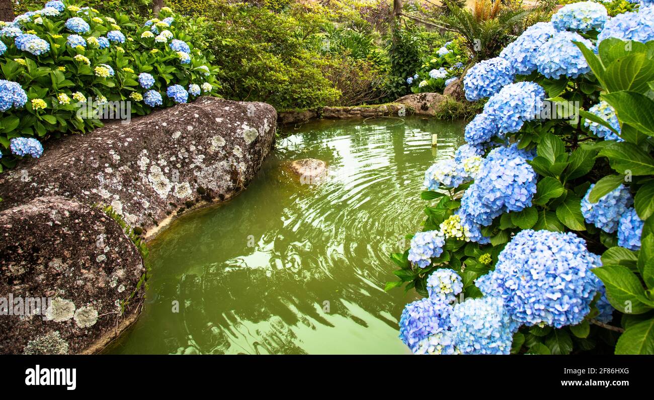 Scenery with blue hydrangea flowers growing by a pond Stock Photo - Alamy