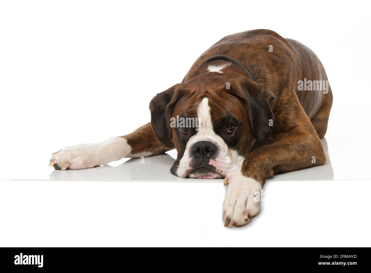 Adult boxer log on white background Stock Photo - Alamy