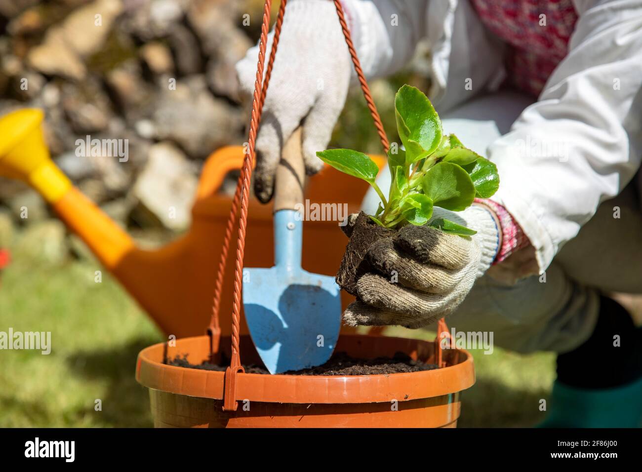 planting plants. a woman plants young sprouts in the ground. close-up ...