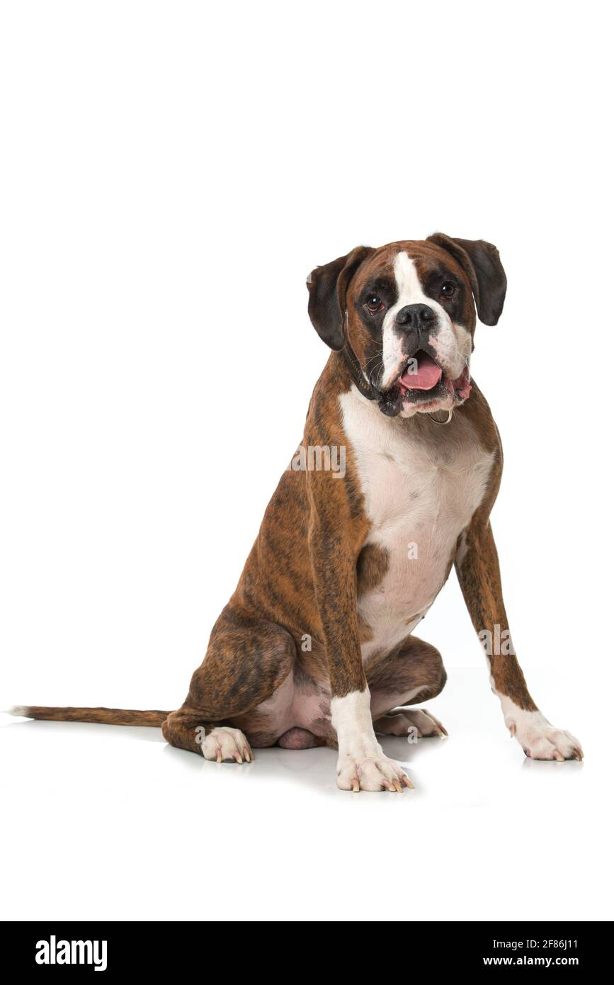 Adult boxer log on white background Stock Photo - Alamy