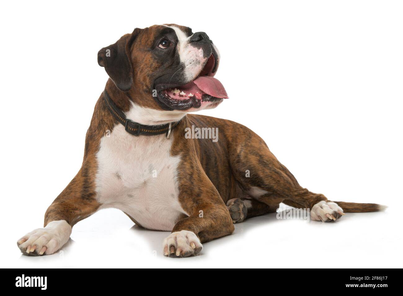 Adult boxer log on white background Stock Photo - Alamy