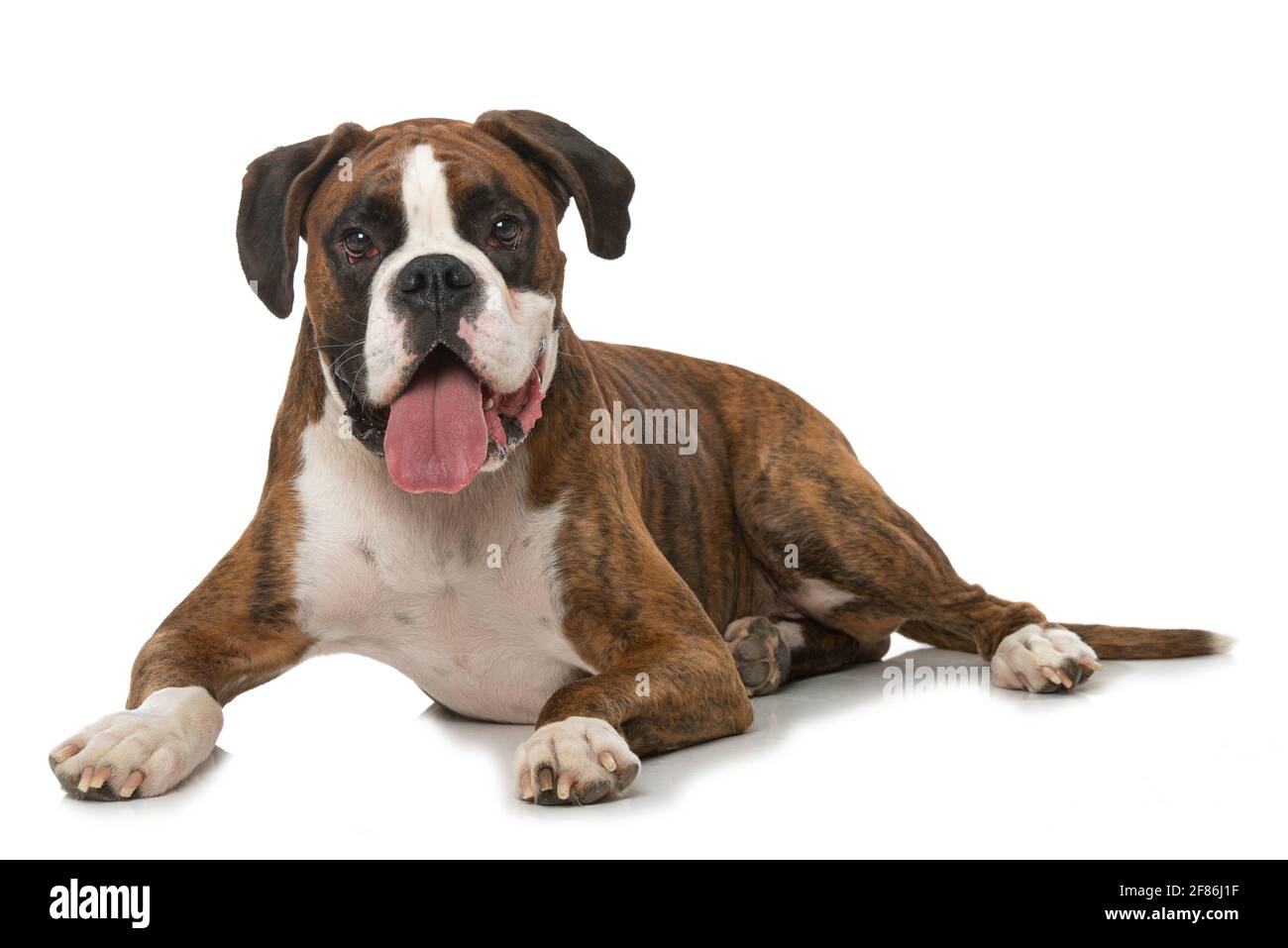 Adult boxer log on white background Stock Photo - Alamy