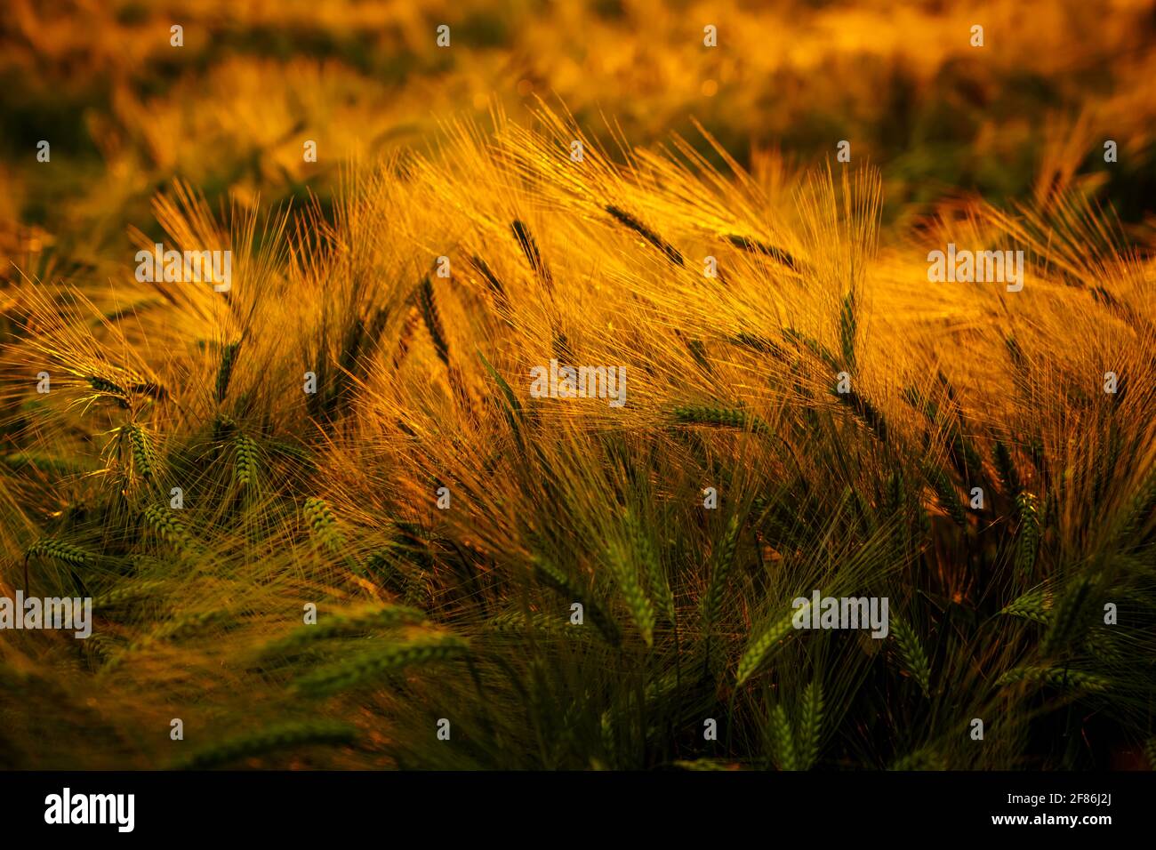 Golden hour in a cornfield Stock Photo - Alamy