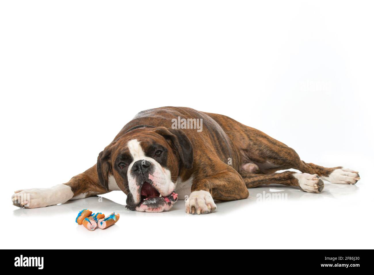 Adult boxer log on white background Stock Photo - Alamy