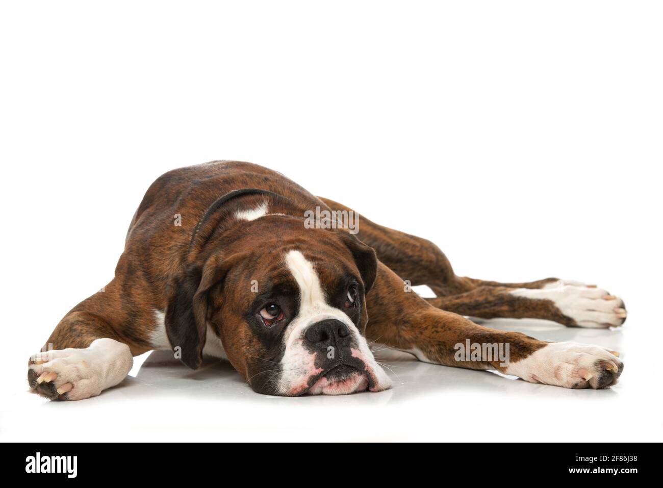 Adult boxer log on white background Stock Photo - Alamy