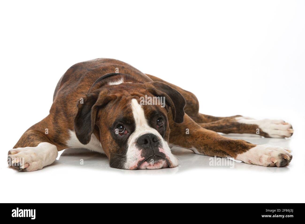 Adult boxer log on white background Stock Photo - Alamy